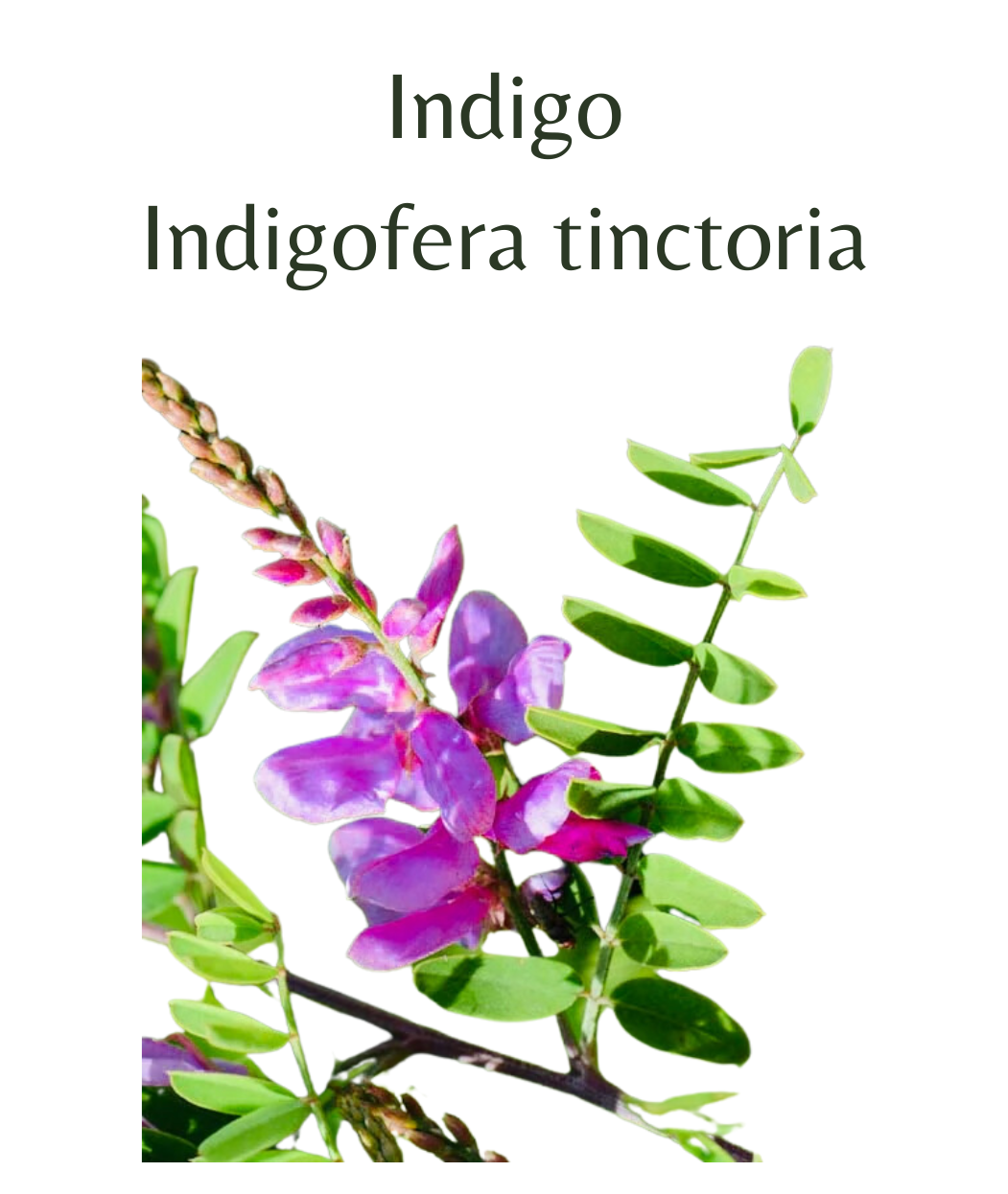 Indigo Plant - Indigofera tinctoria(20 seeds) – Rasmussen Gardens