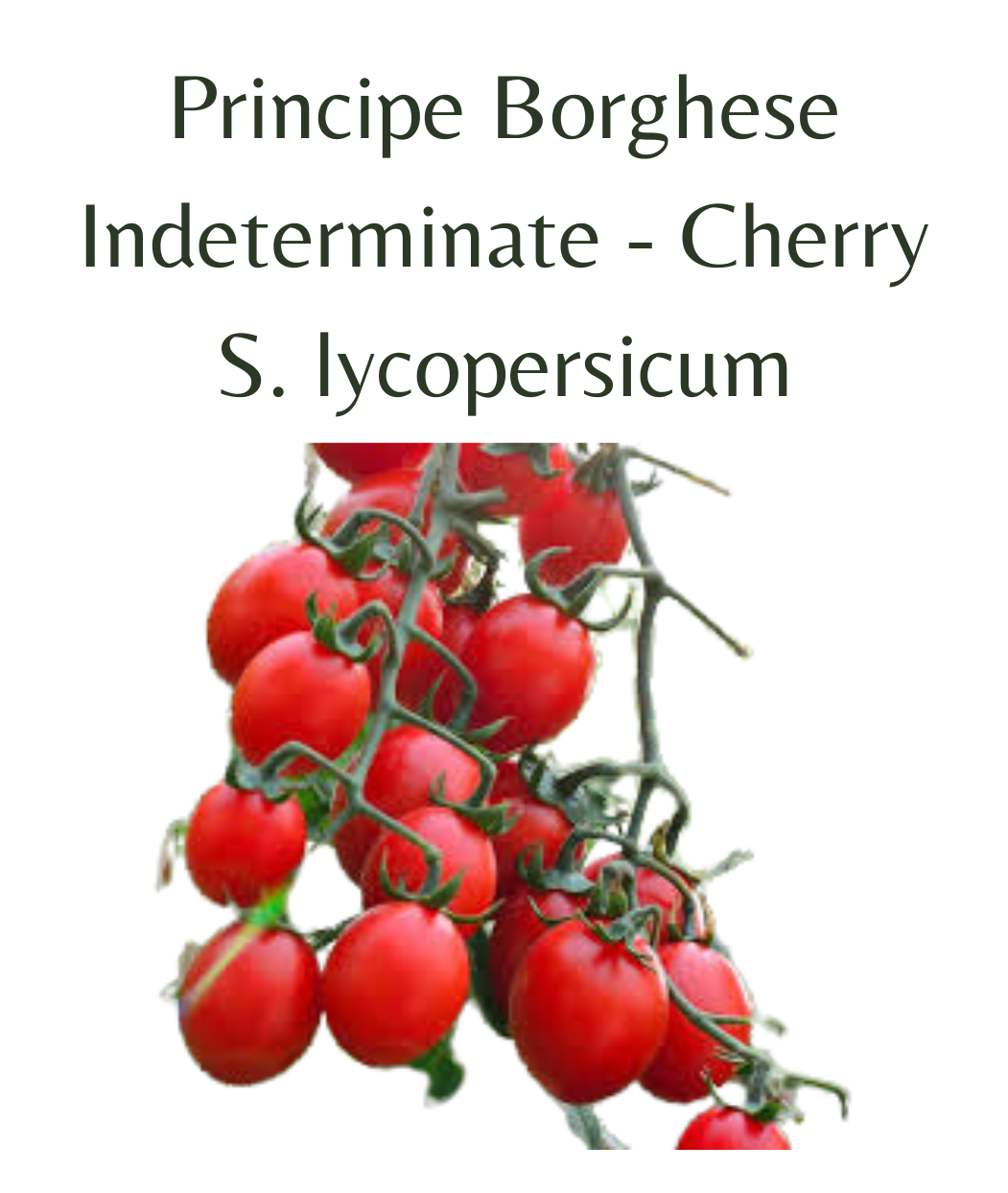 Principe Borghese Tomato (10 seeds) – Rasmussen Gardens