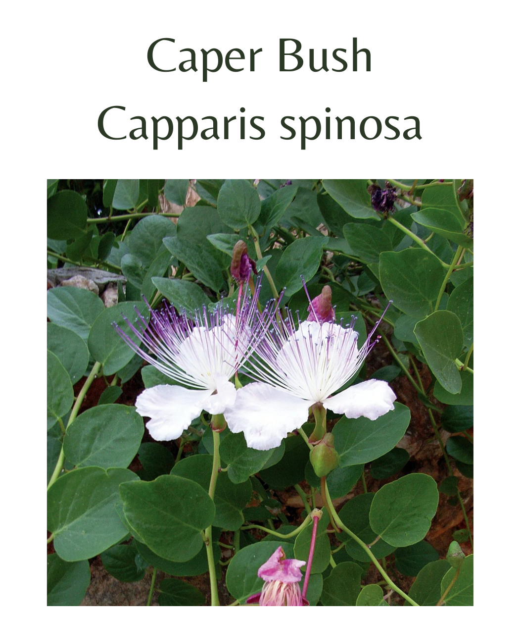 Caper Bush - Capparis spinosa (25 seeds) – Rasmussen Gardens