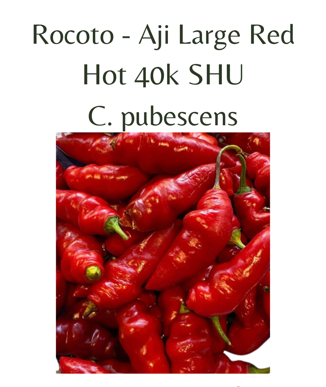 Rocoto Aji Large Red chilli Seeds (10 seeds) – Rasmussen Gardens