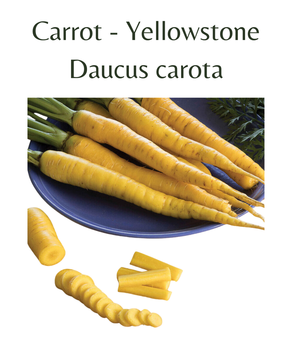 Carrot - Yellowstone (200 seeds) – Rasmussen Gardens