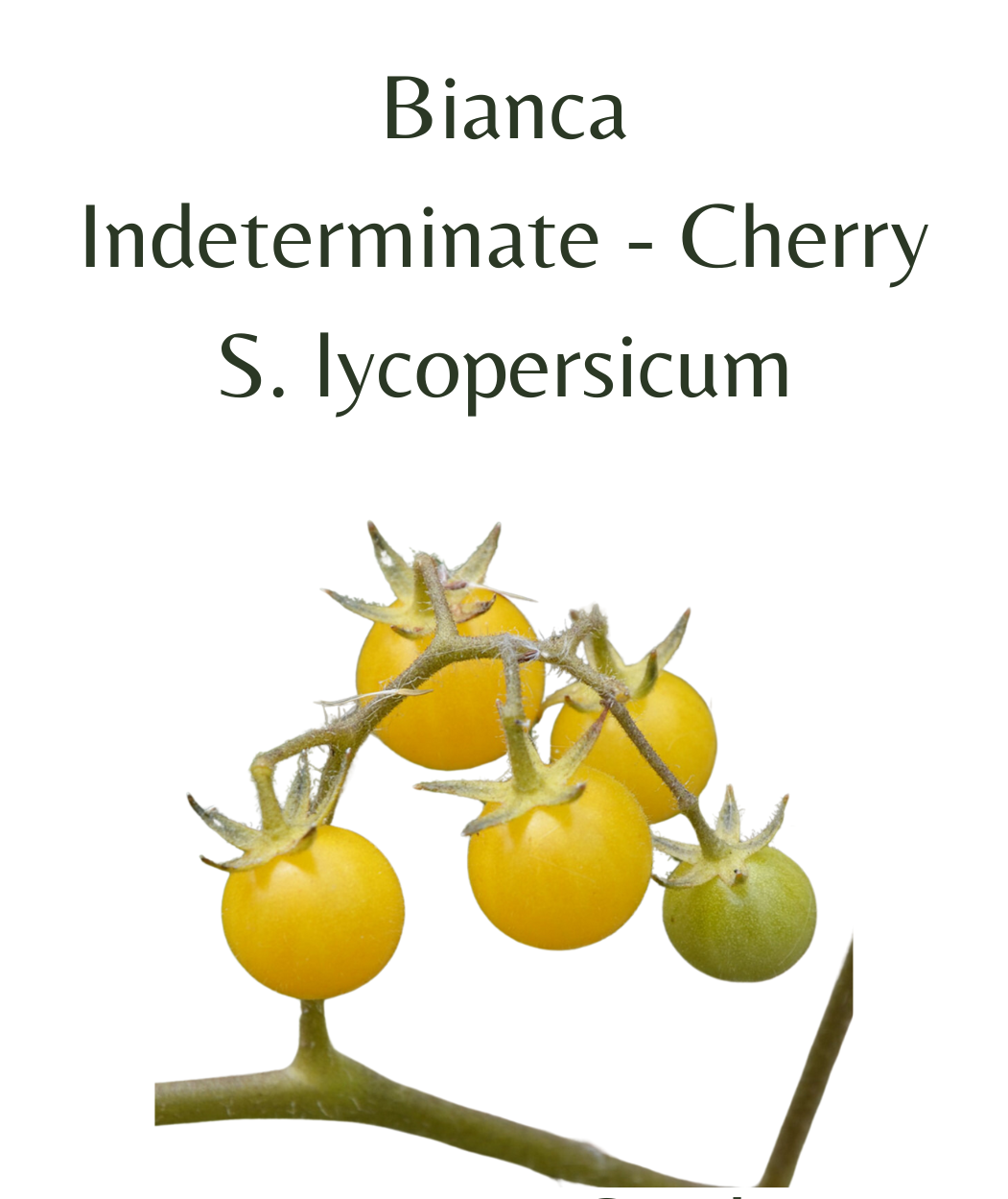 Bianca Tomato (10 seeds) – Rasmussen Gardens