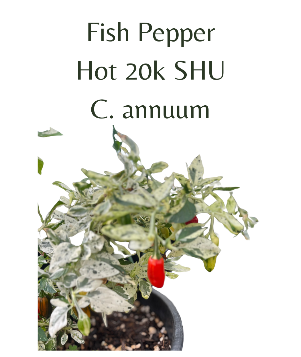 Fish Pepper - Red Chilli Seeds (10 seeds) – Rasmussen Gardens