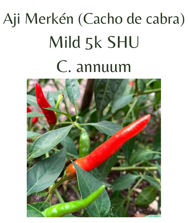 Aji Merkén (Cacho de cabra) Chilli Seeds (10 seeds) – Rasmussen Gardens