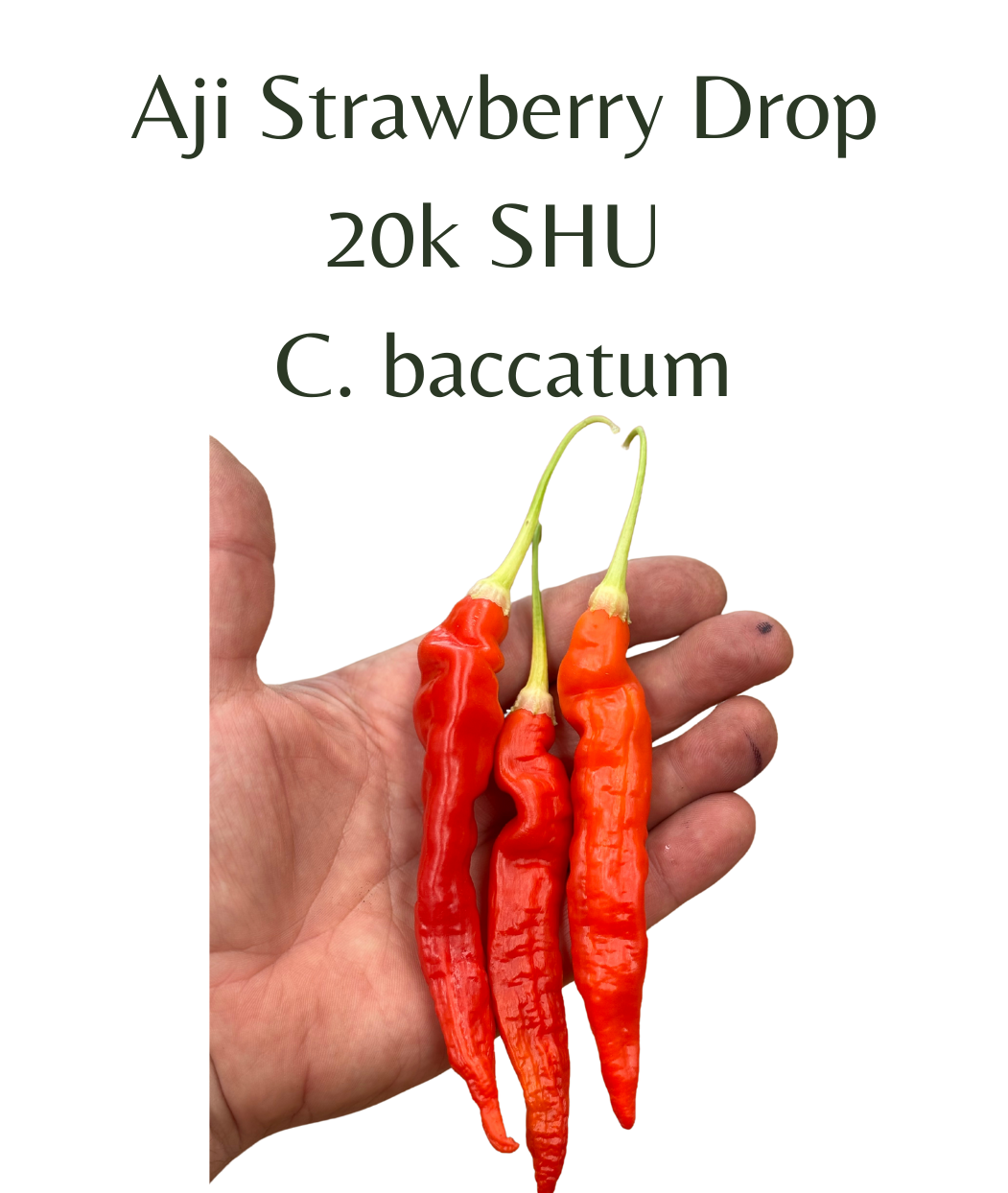 Aji Strawberry Drop Chilli Seeds (10 seeds) – Rasmussen Gardens