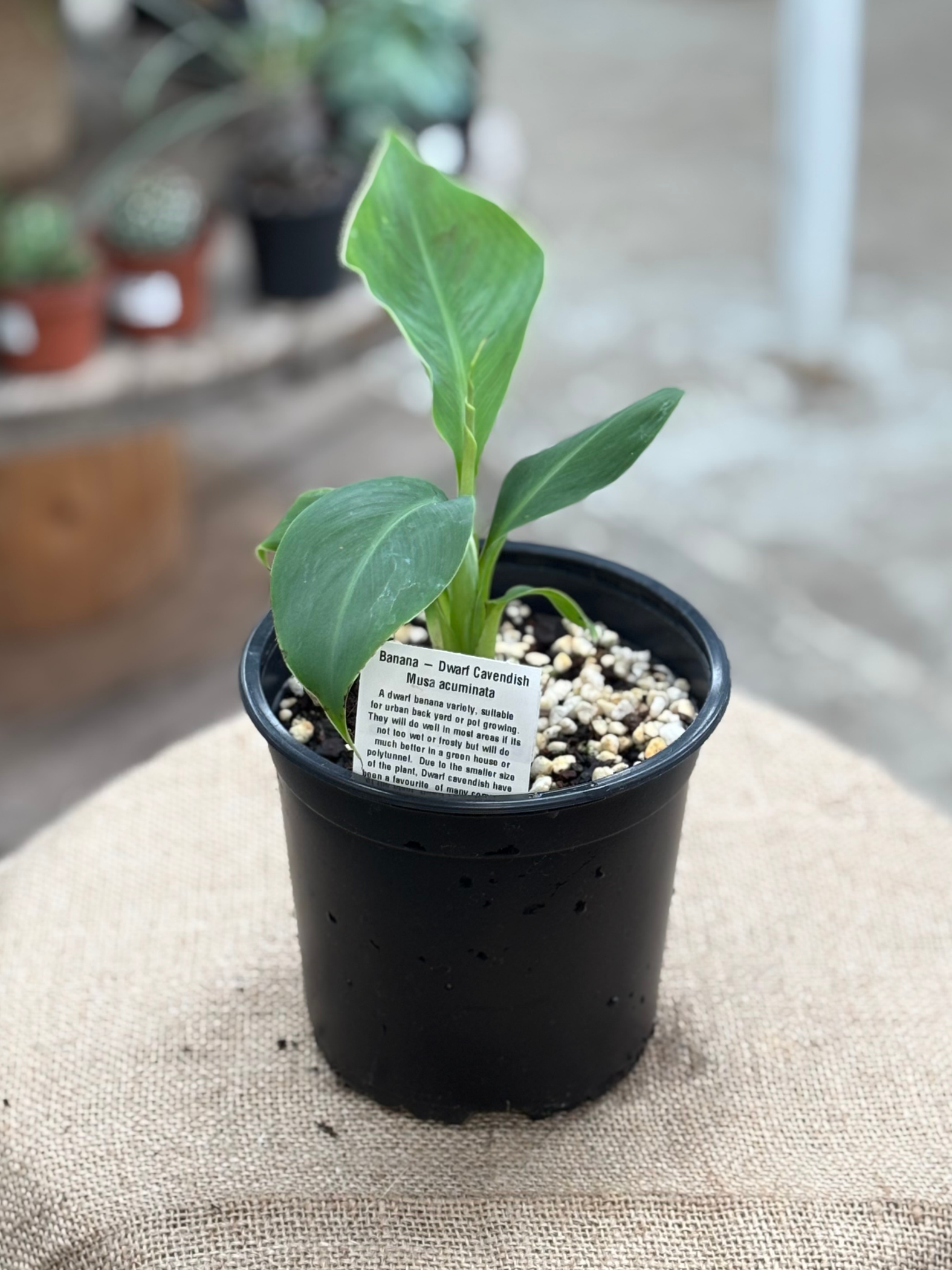 Banana – Dwarf Cavendish in 15cm pot – Rasmussen Gardens
