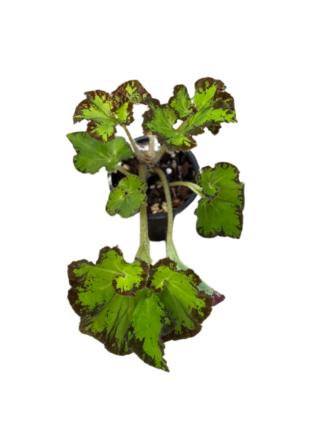 Begonia rex 'Jive' in 10 cm pot – Rasmussen Gardens