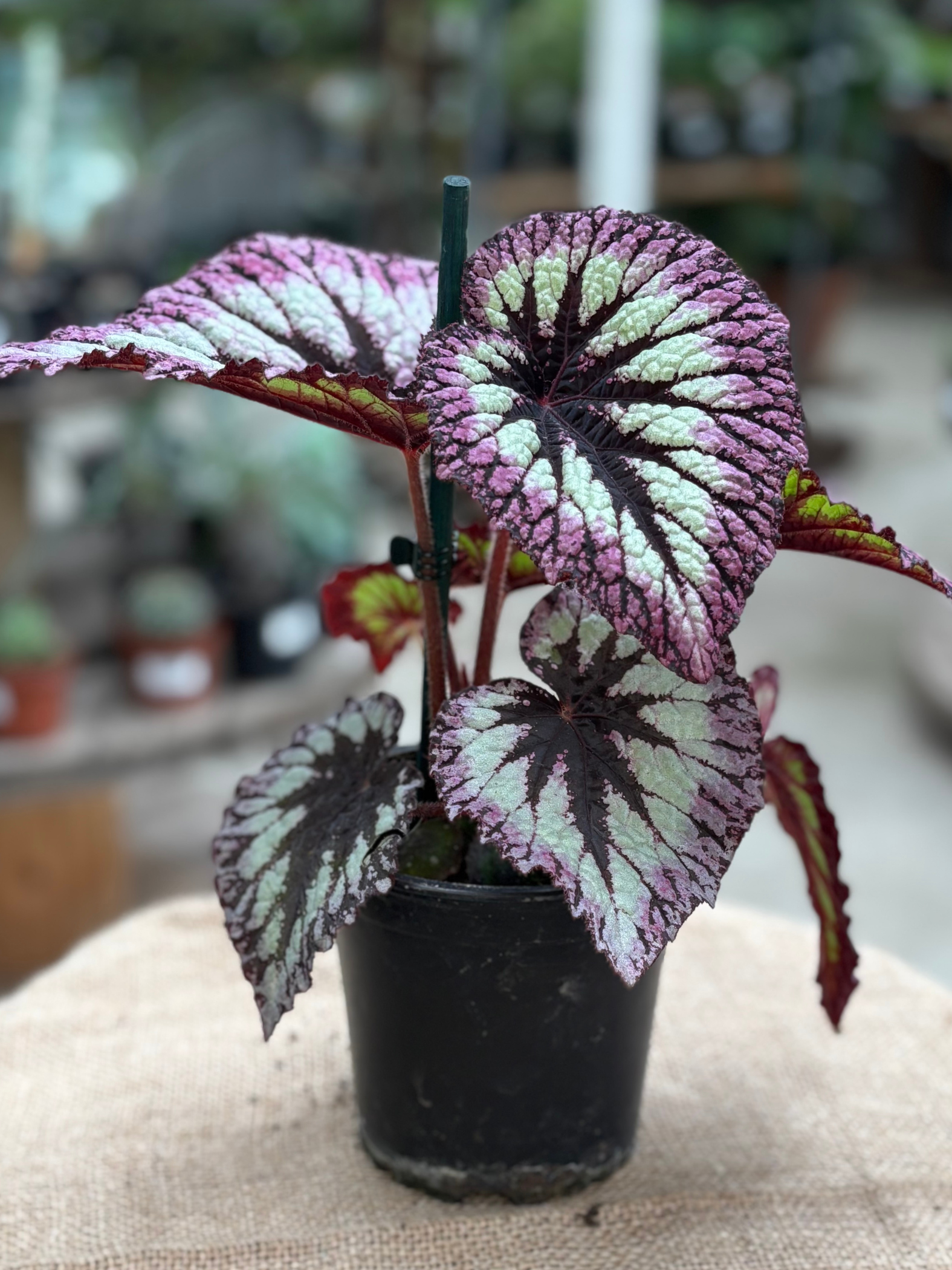 Begonia rex 'Fireworks' in 10 cm pot – Rasmussen Gardens