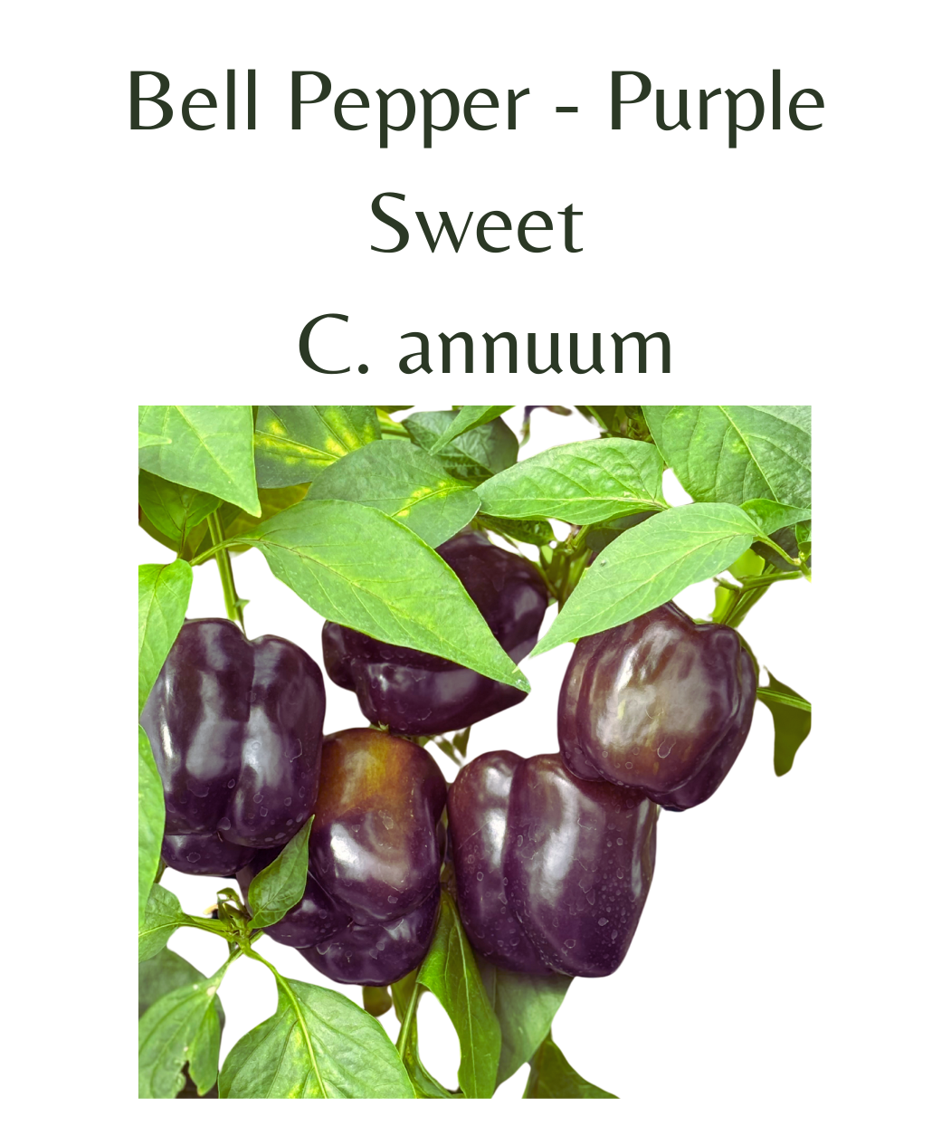 Bell Pepper - Purple Chilli Seeds (10 seeds) – Rasmussen Gardens