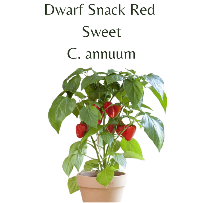 Bell Pepper Dwarf Snack - Red Chilli Plant in 4" pot – Rasmussen Gardens
