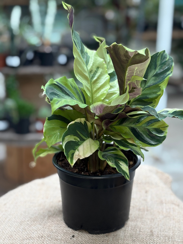 Calathea ‘Fusion Yellow’ plant in 14cm pot – Rasmussen Gardens