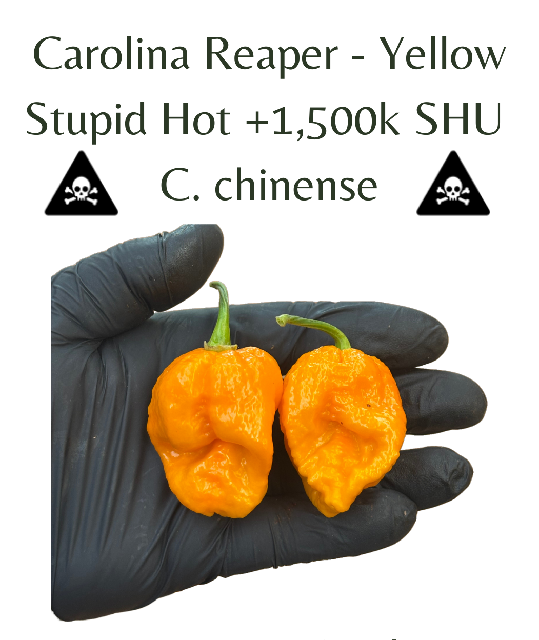 Carolina Reaper - Yellow Chilli Seeds (10 seeds) – Rasmussen Gardens