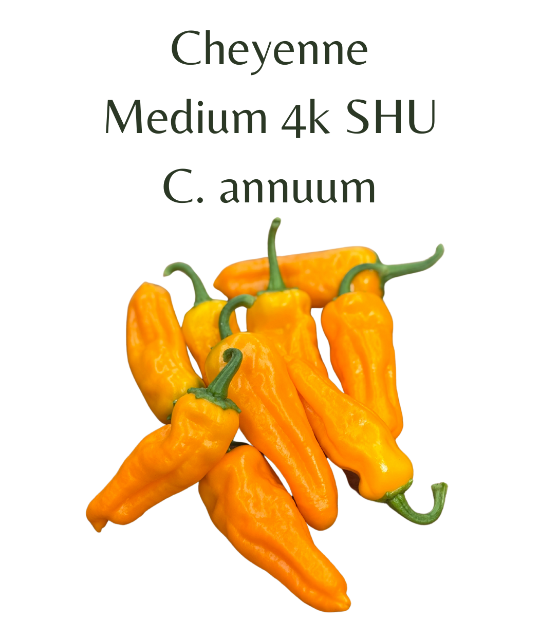 Cheyenne Seeds (10 seeds) – Rasmussen Gardens