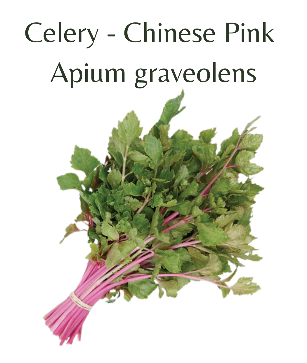 Celery - Chinese Pink (150 seeds) – Rasmussen Gardens