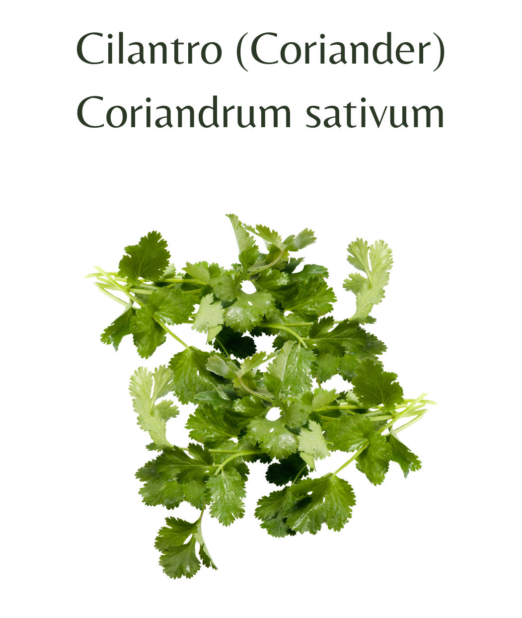Cilantro (Coriander) (500 seeds) – Rasmussen Gardens