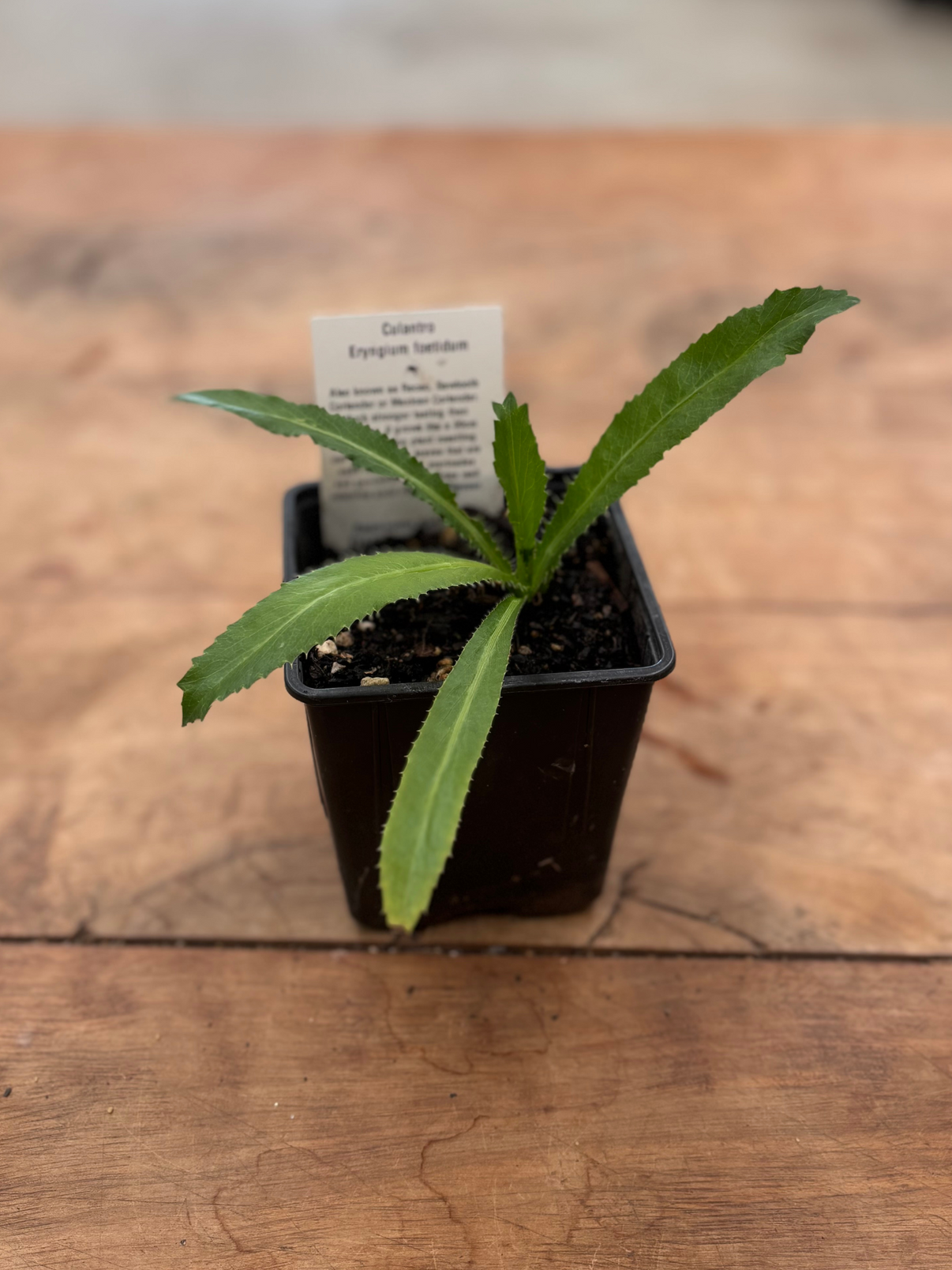 Culantro - Herb in 10cm pot – Rasmussen Gardens