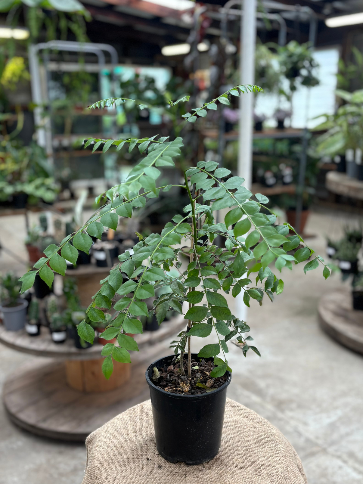 Curry Leaf Tree in 15cm pot – Rasmussen Gardens