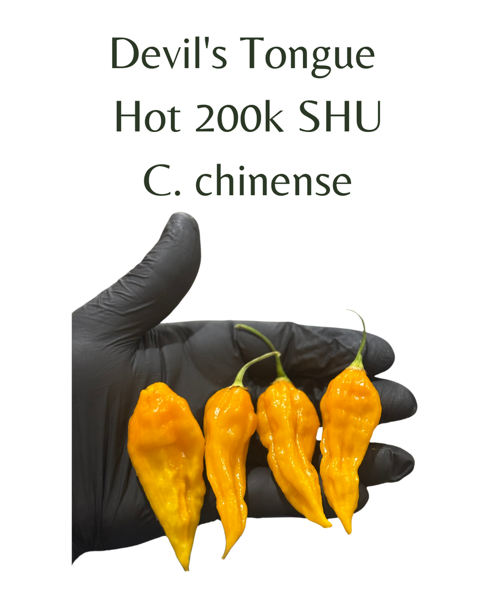 Devils Tongue Chilli Seeds (10 seeds) – Rasmussen Gardens