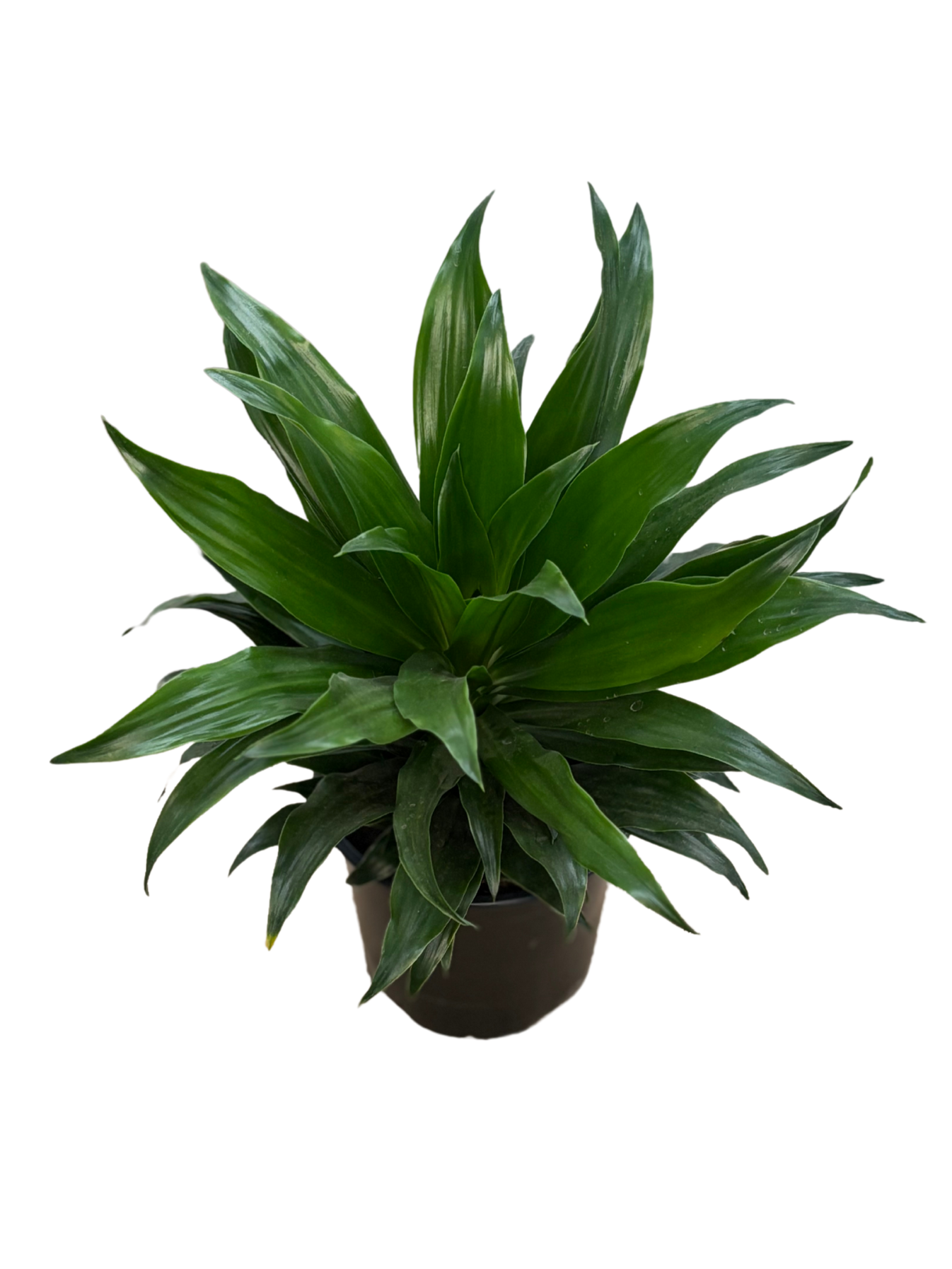 Dracaena compacta ‘Janet Craig’ in 12 cm pot – Rasmussen Gardens