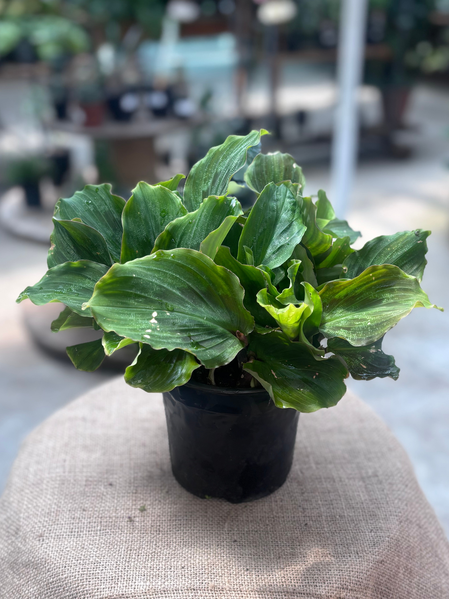 Ginger Toob Moob 'Kaempferia roscoeana' plant in 14 cm Pot – Rasmussen ...