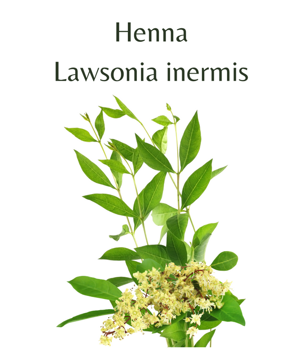 Henna Plant - Lawsonia inermis (100 seeds) – Rasmussen Gardens