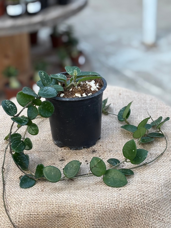 Hoya 'Matilde' in 10 cm Pot – Rasmussen Gardens