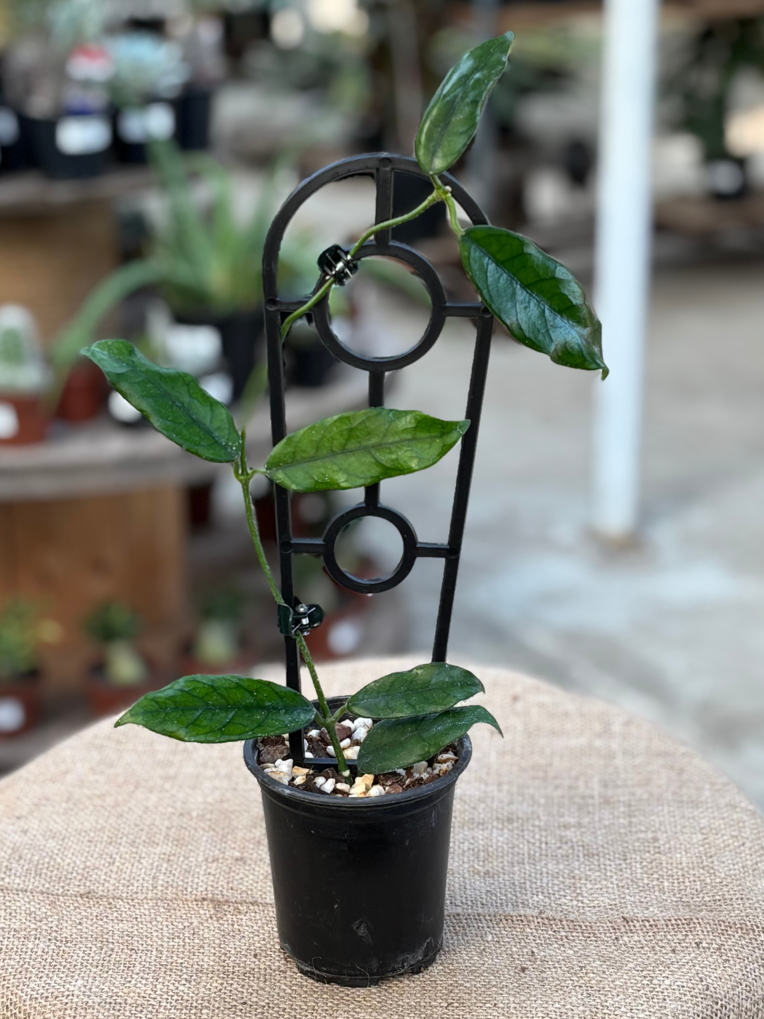 Hoya globulosa in 9 cm Pot – Rasmussen Gardens