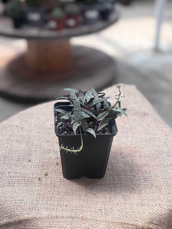 Ledebouria socialis 'Silver Squill' plant in 10 cm Pot – Rasmussen Gardens