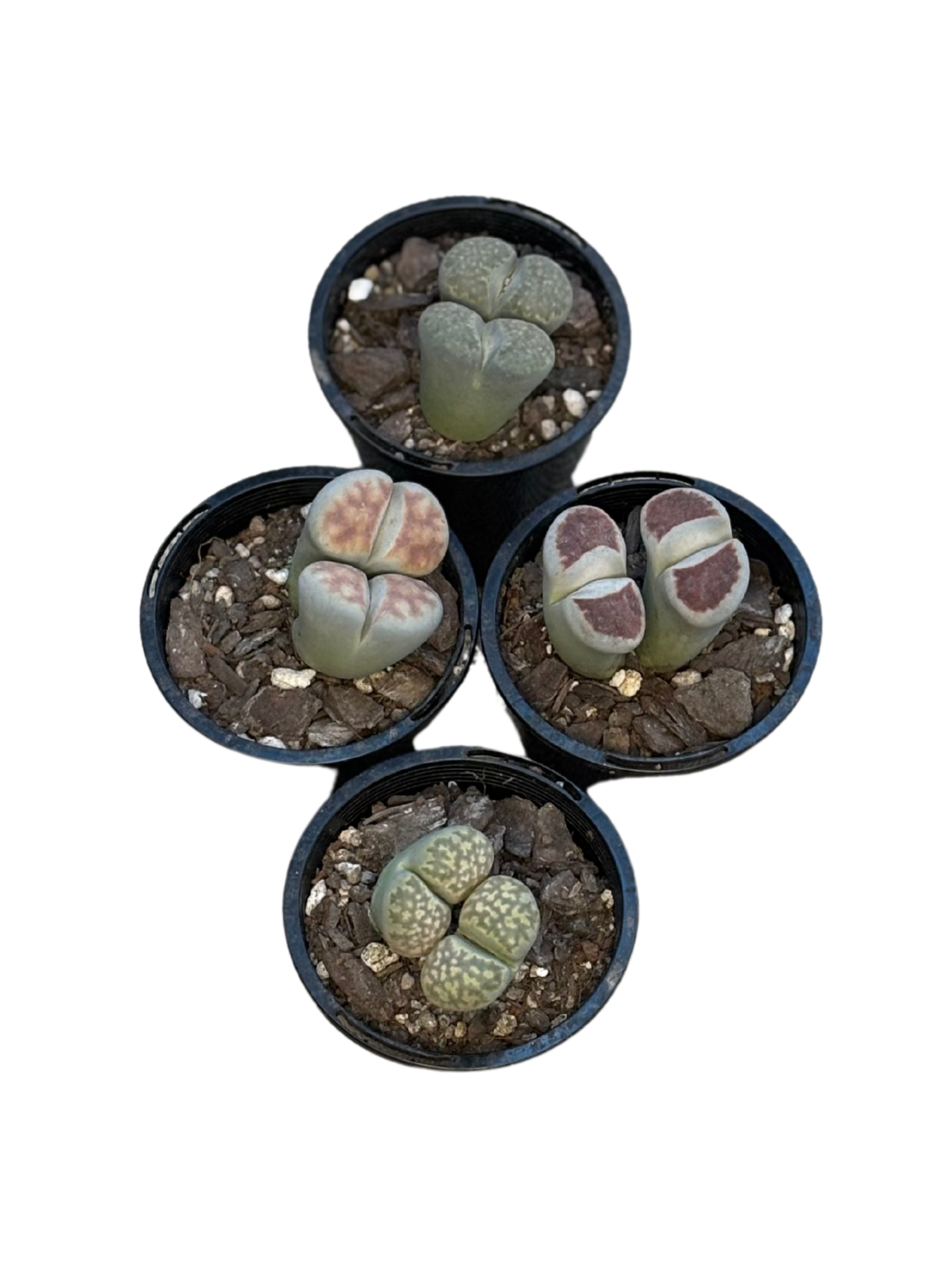 Lithops Mixed in 7 cm pot – Rasmussen Gardens