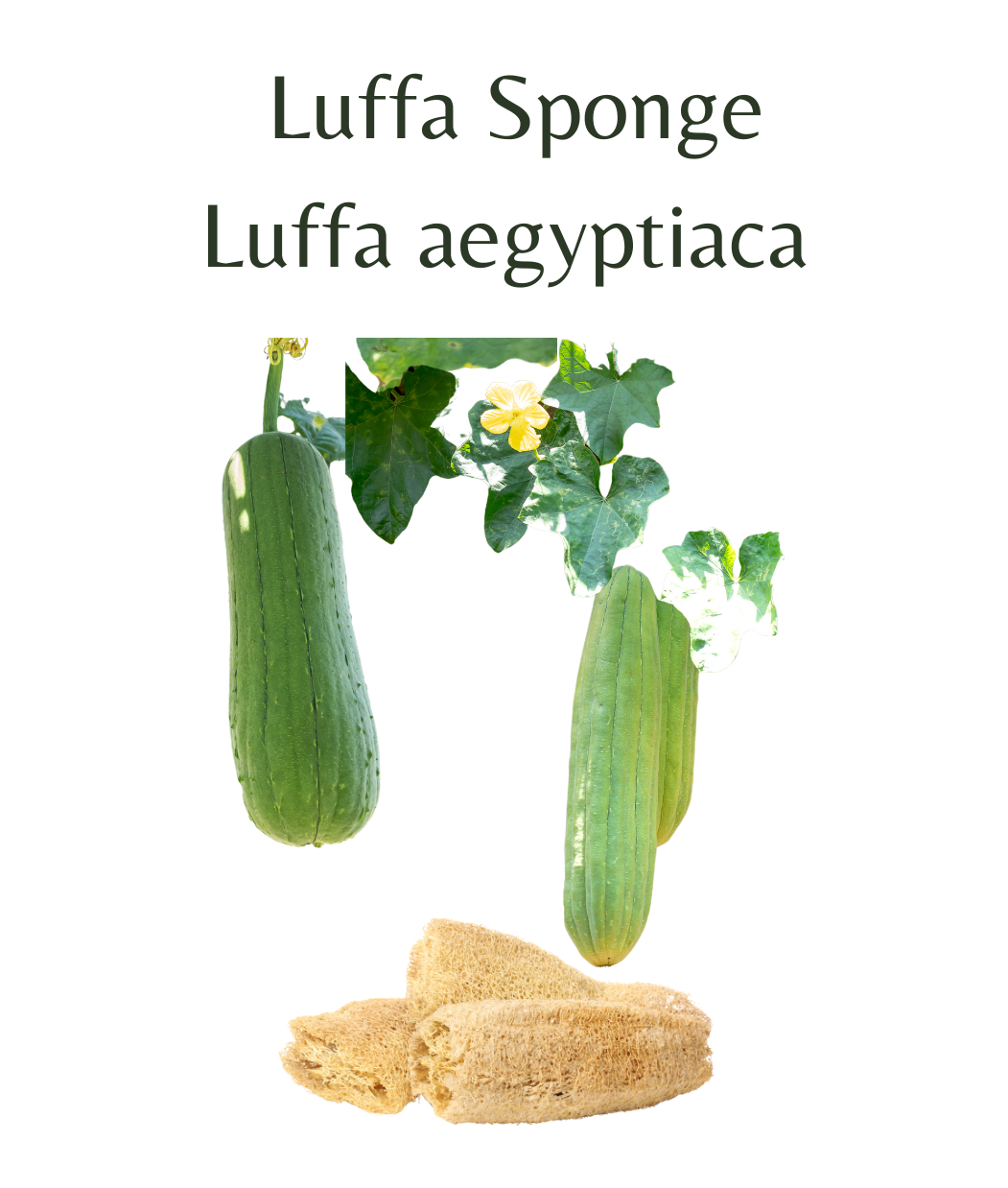 Luffa - Sponge (10 seeds) – Rasmussen Gardens