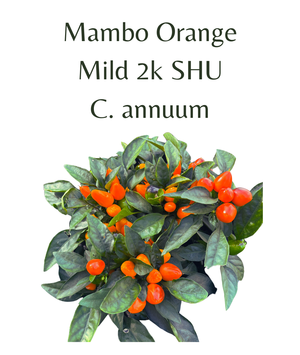 Mambo Orange Chilli Plant in 4" pot – Rasmussen Gardens