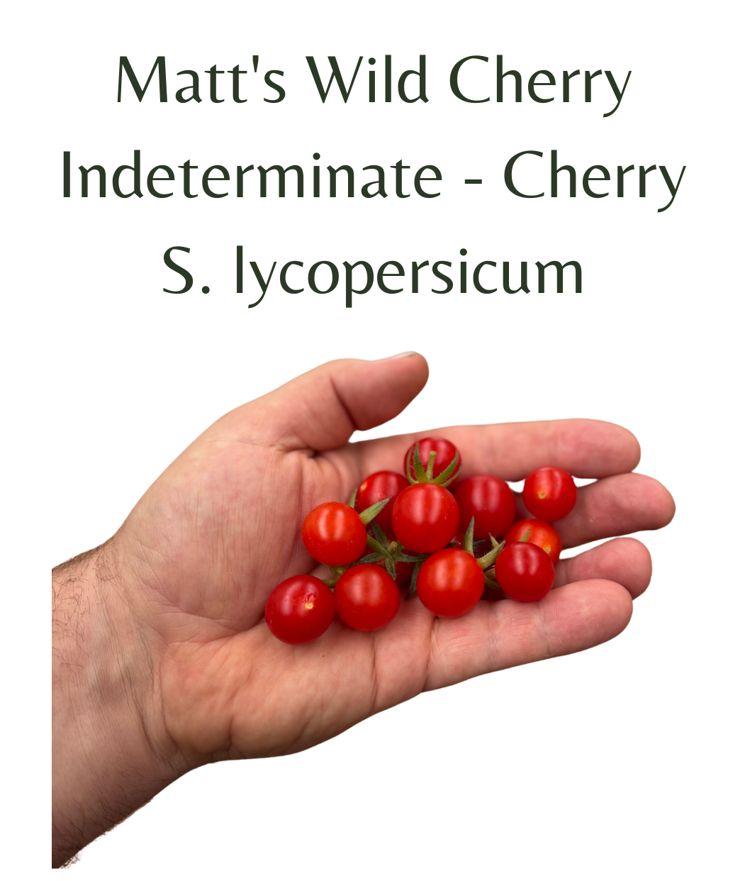 Matt's Wild Cherry Tomato (10 seeds) – Rasmussen Gardens