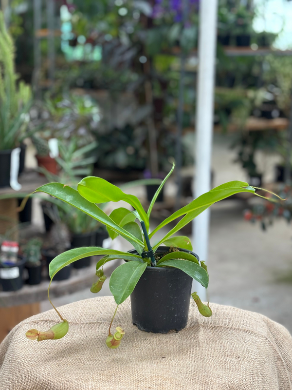 Nepenthes 'Alta' plant in 12 cm pot – Rasmussen Gardens