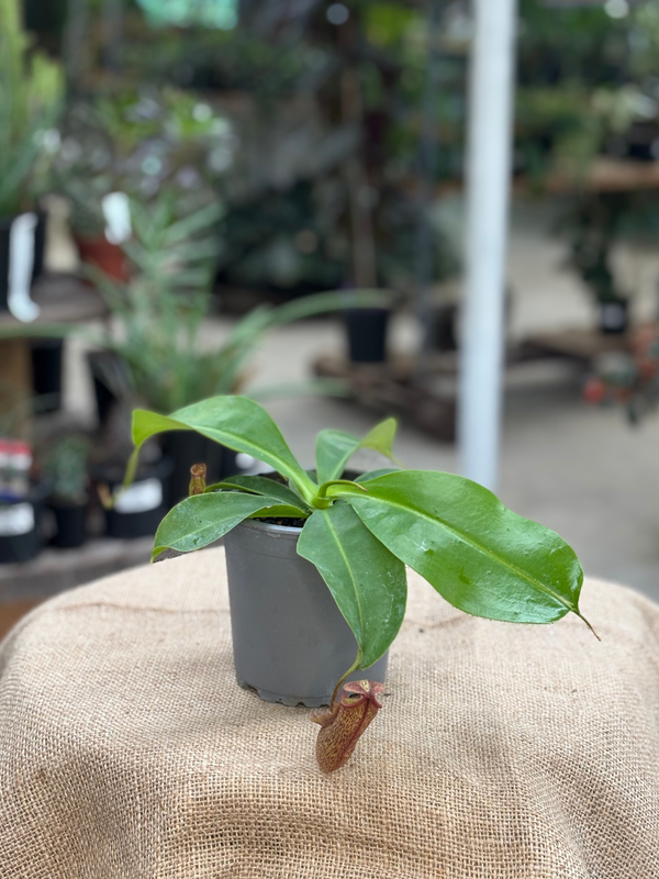 Nepenthes 'Miranda' plant in 12 cm pot – Rasmussen Gardens