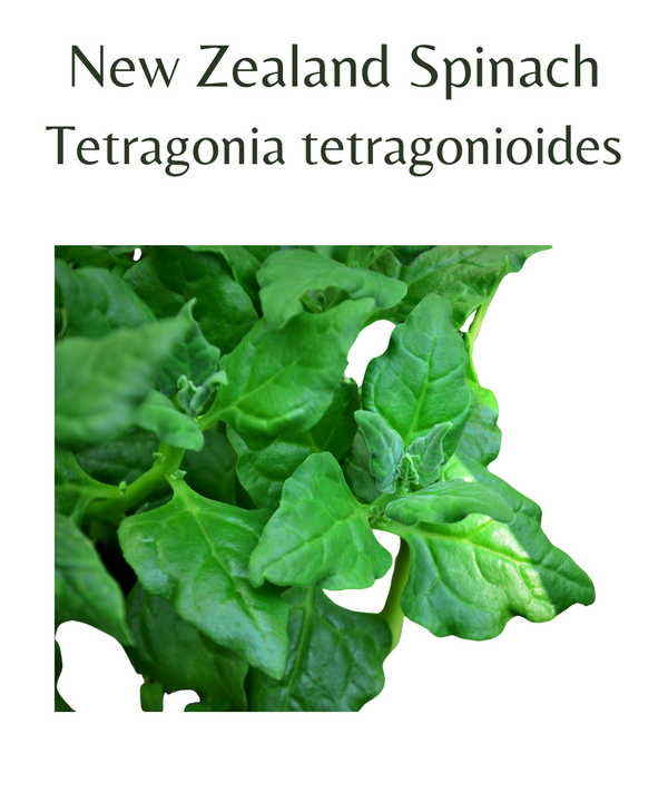 New Zealand Spinach (30 seeds) – Rasmussen Gardens