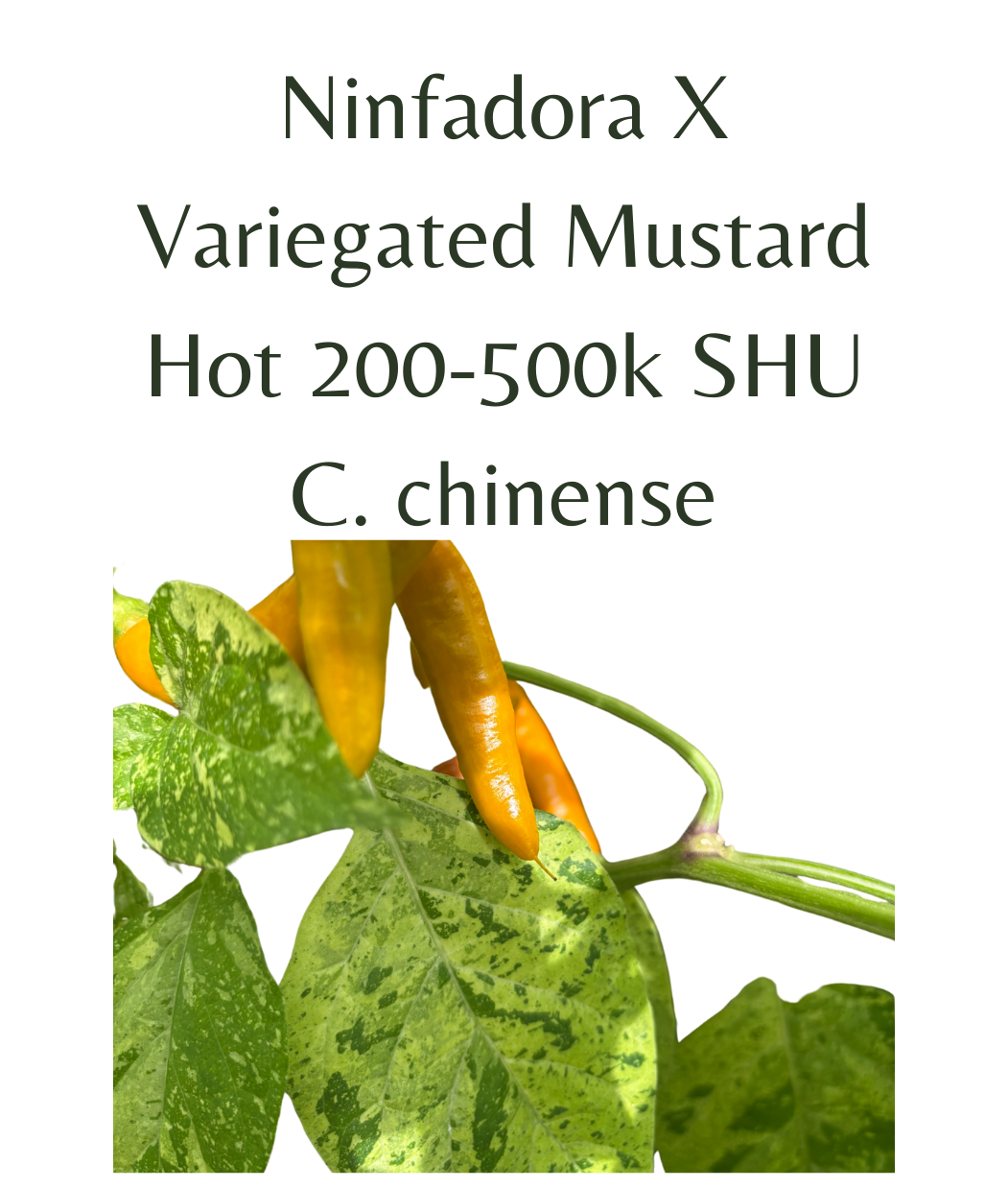 Ninfadora X Variegated Mustard Chilli Plant in 4" pot – Rasmussen Gardens