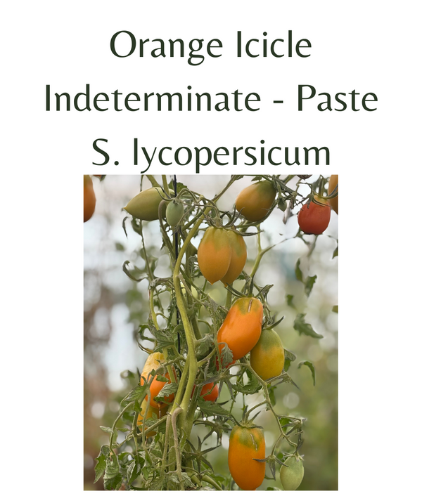 Orange Icicle Tomato (10 seeds) – Rasmussen Gardens