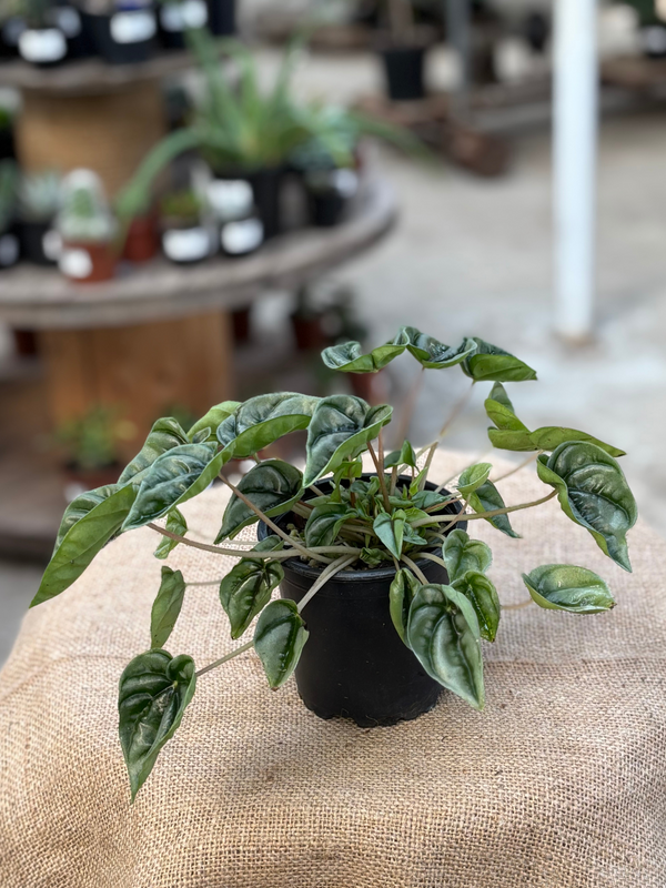 Peperomia 'Wavy Gravy' plant in 10 cm pot – Rasmussen Gardens