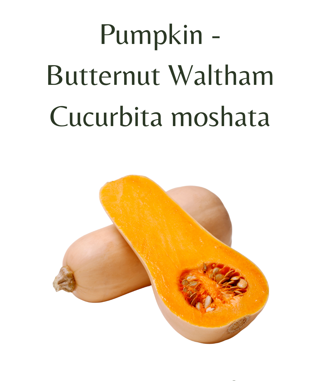 Pumpkin - Butternut Waltham (10 seeds) – Rasmussen Gardens