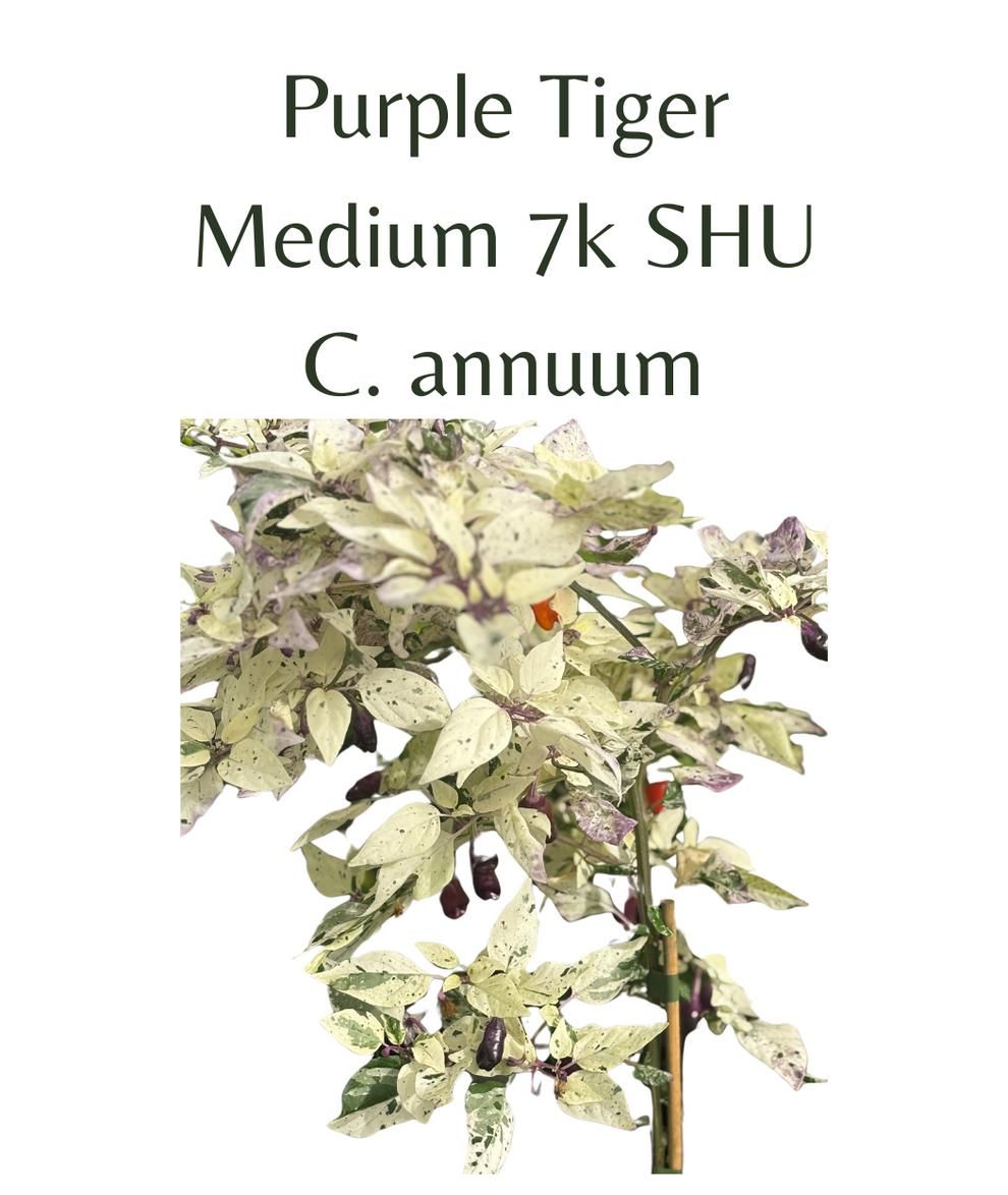 Purple Tiger Variegated Chilli Seeds (10 seeds) – Rasmussen Gardens