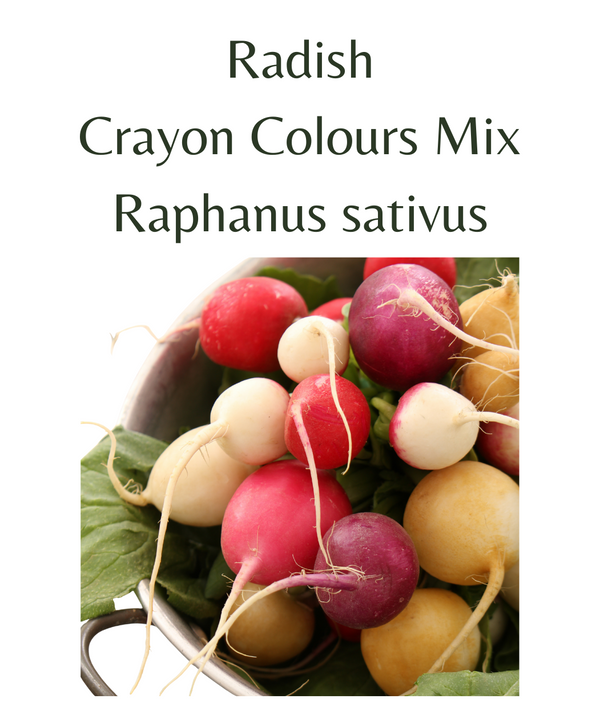 Radish - Crayon Colours Mix (250 seeds) – Rasmussen Gardens