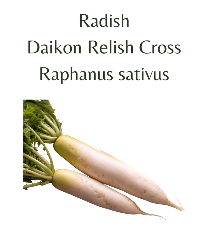 Radish - Daikon Relish Cross (75 seeds) – Rasmussen Gardens