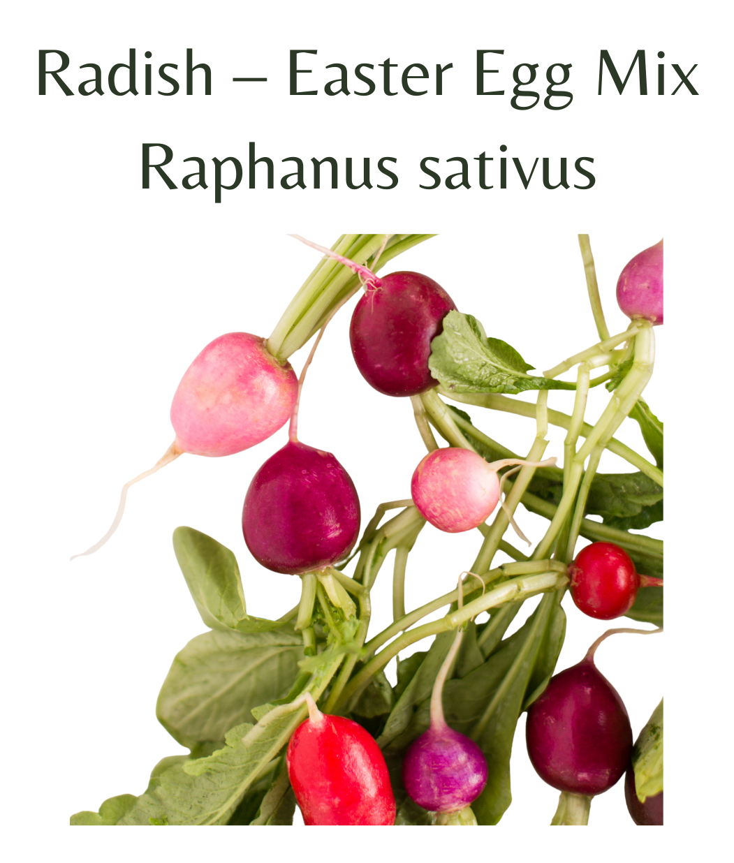 Radish - Easter Egg Mix (250 seeds) – Rasmussen Gardens