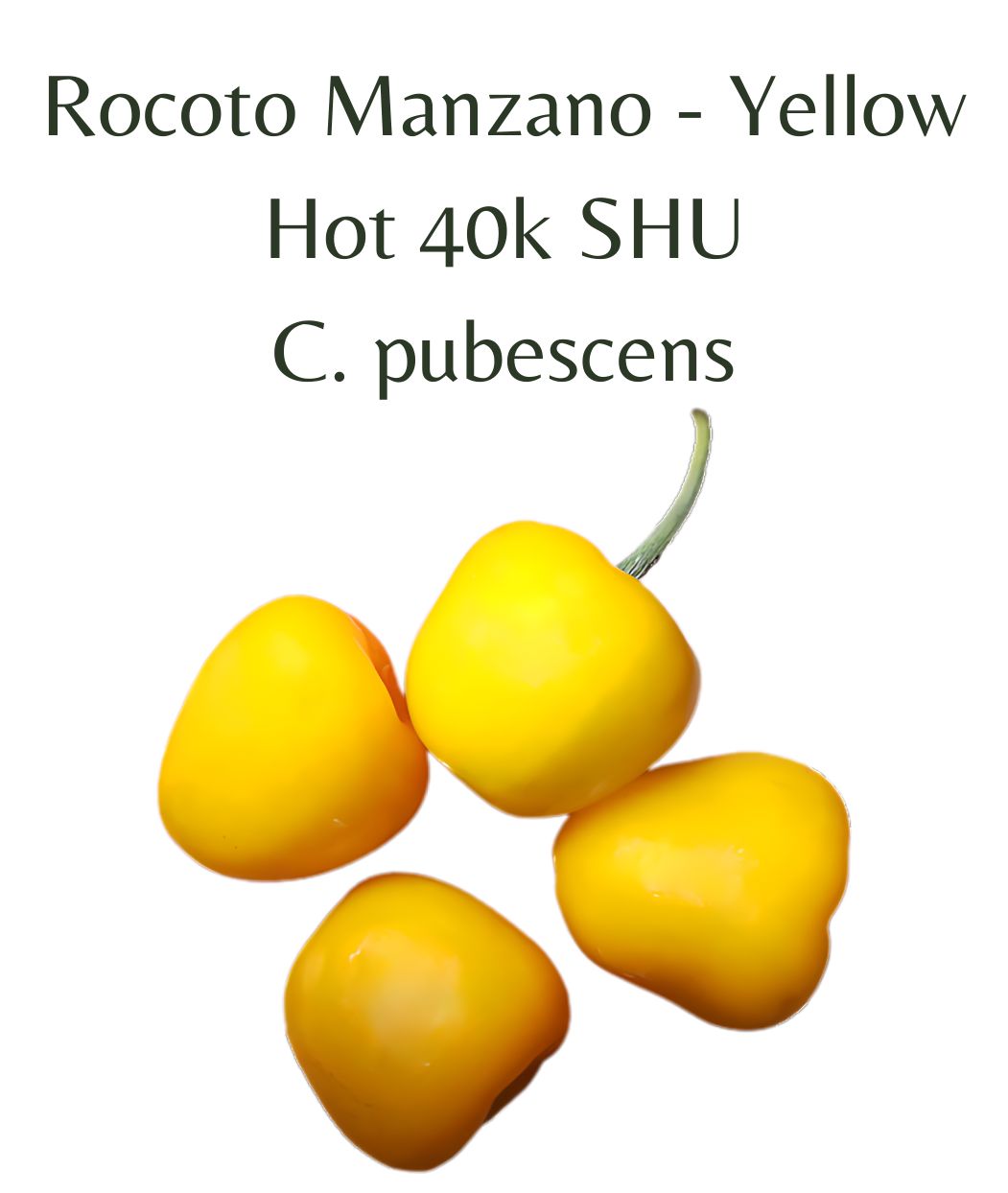 Rocoto Manzano - Yellow chilli Seeds (10 seeds) – Rasmussen Gardens
