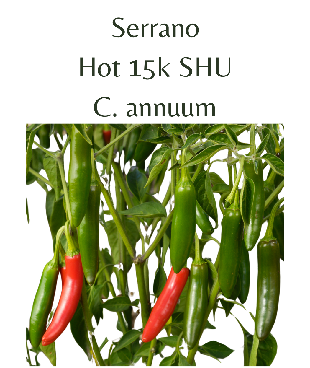 Serrano Chilli Seeds (10 seeds) – Rasmussen Gardens