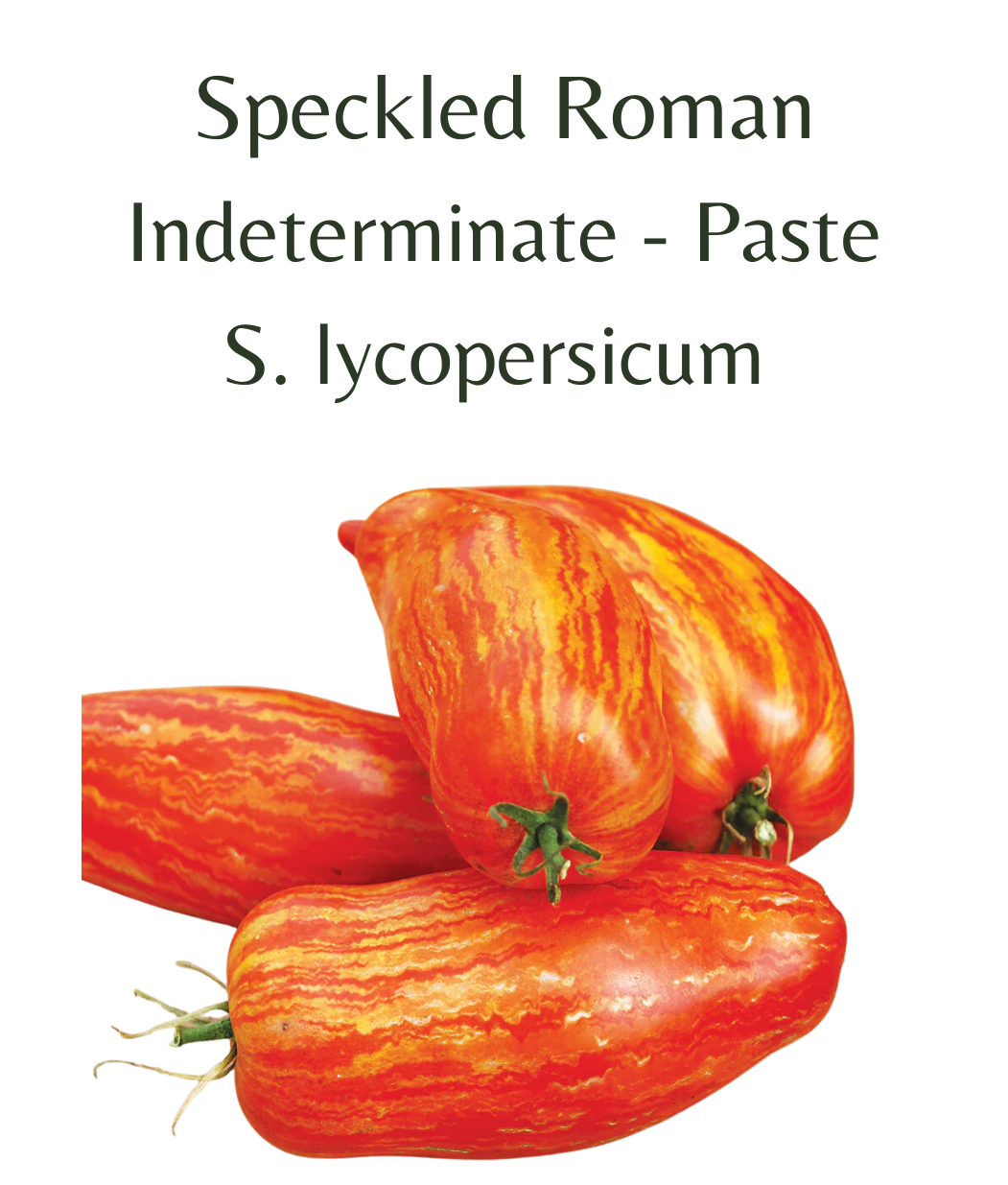 Speckled Roman Tomato Plant in 4" pot – Rasmussen Gardens
