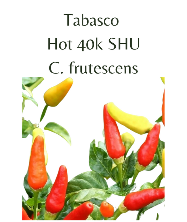 Tabasco Chilli Plant in 4" pot – Rasmussen Gardens