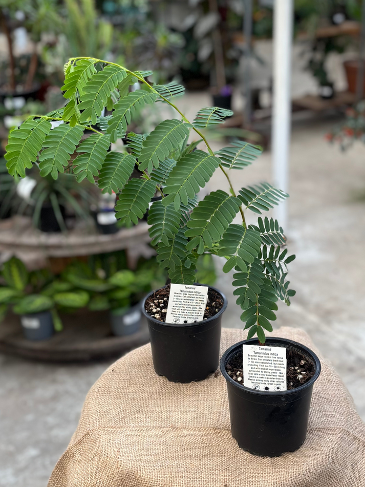 Tamarind Tree (rooted in pot) – Rasmussen Gardens