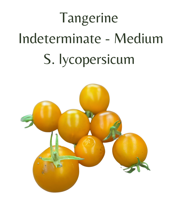 Tangerine Tomato Plant in 4" pot – Rasmussen Gardens