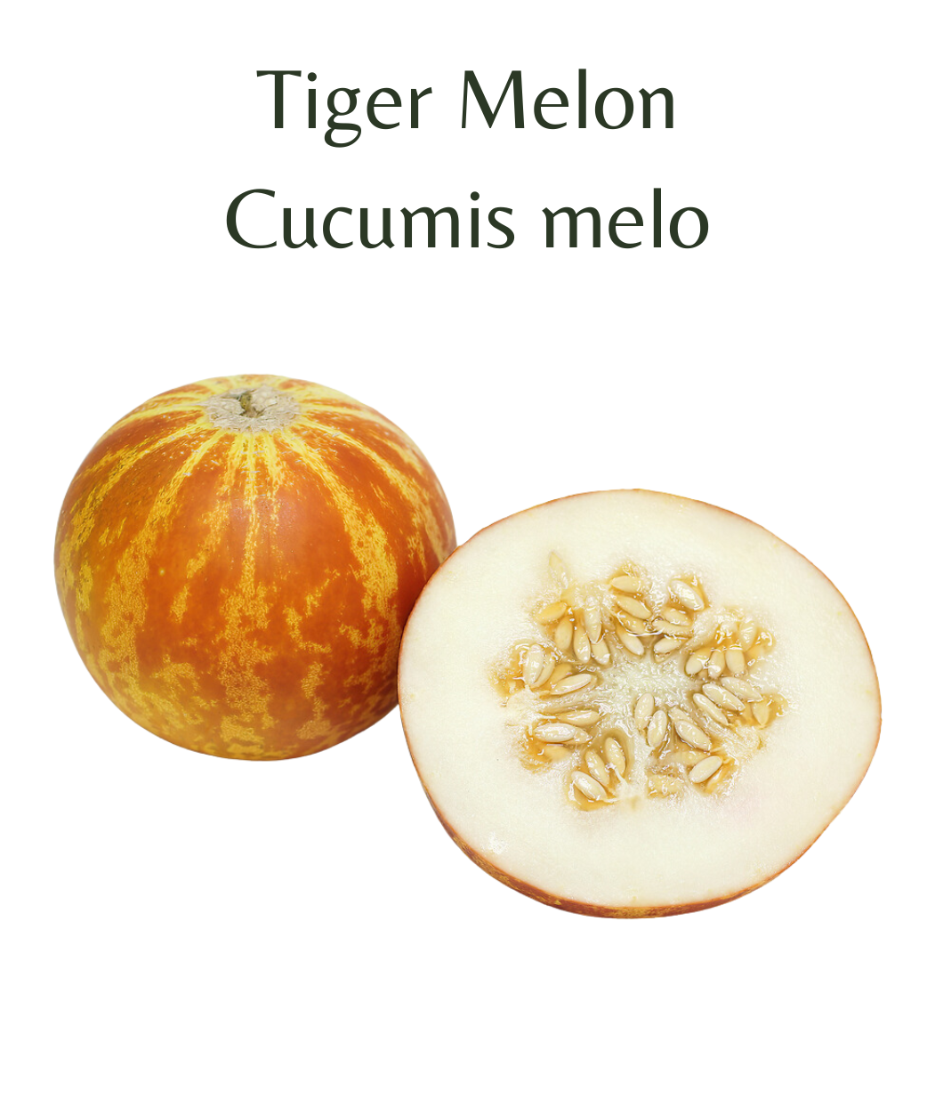 Tiger Melon (10 seeds) – Rasmussen Gardens